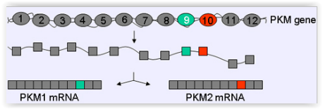 Doença de Crohn: novas perspectivas: M2-PK