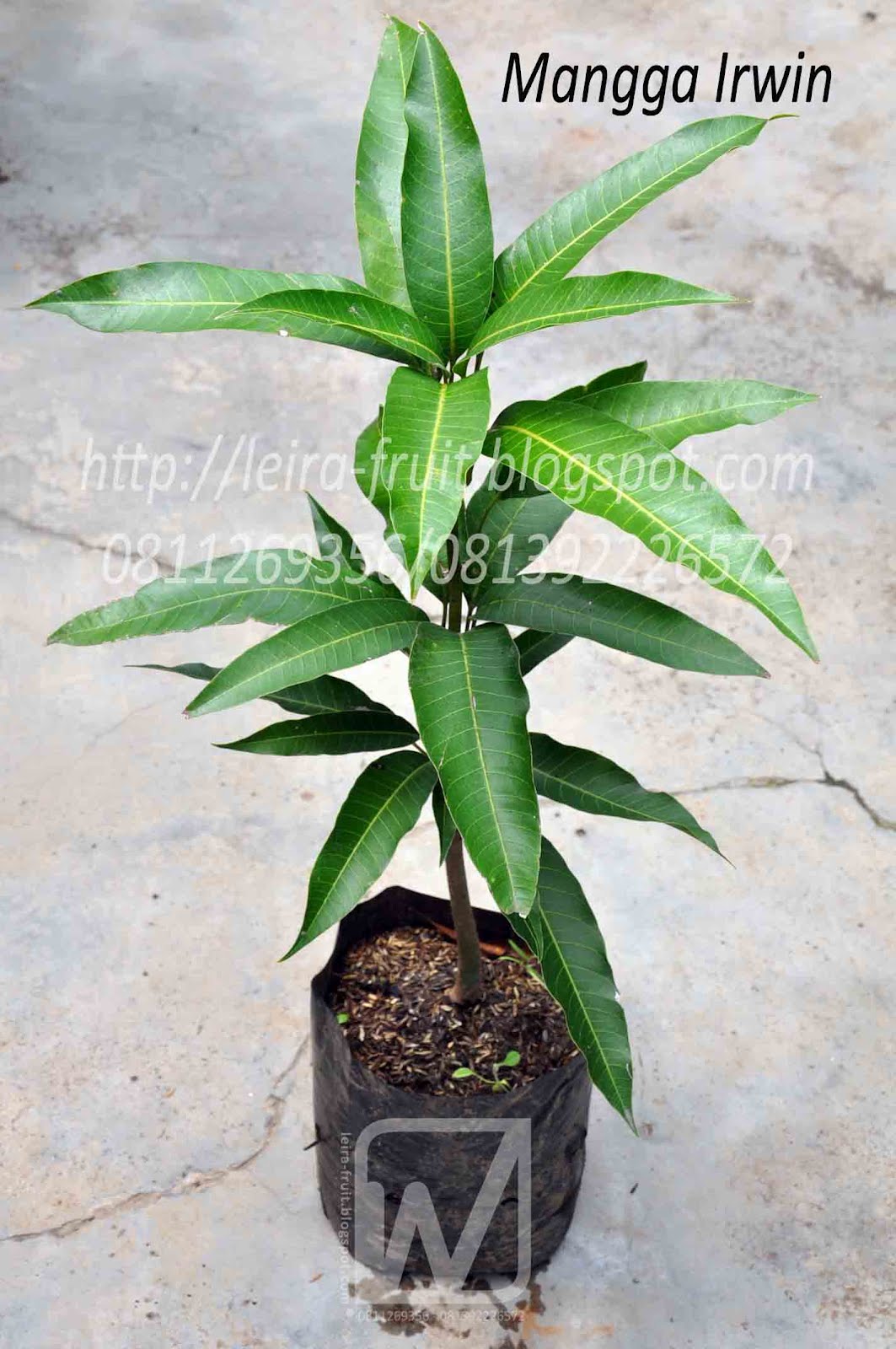 Varietas Mangga | Buah mangga