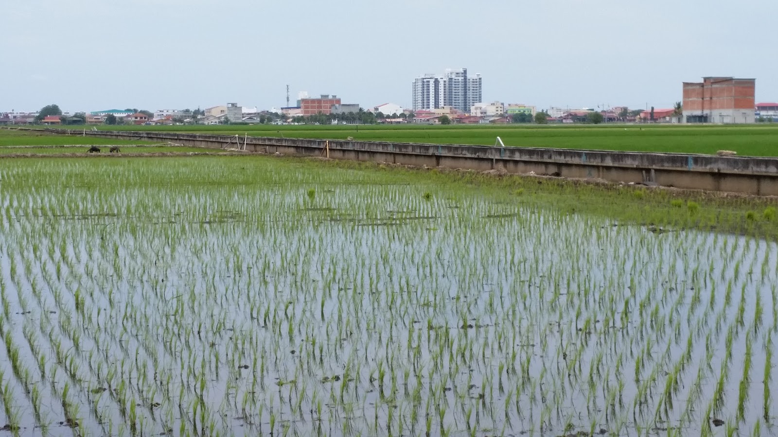 Swinging By: Padi Fields