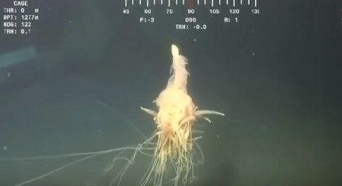 Top 10 Mysterious Deep Sea Creatures Caught on Camera | Evortless