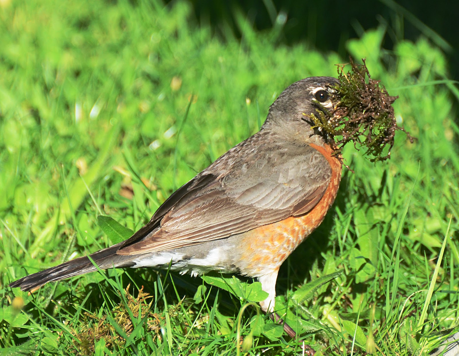 Oregon Backyard Birds, etc.: American Robin