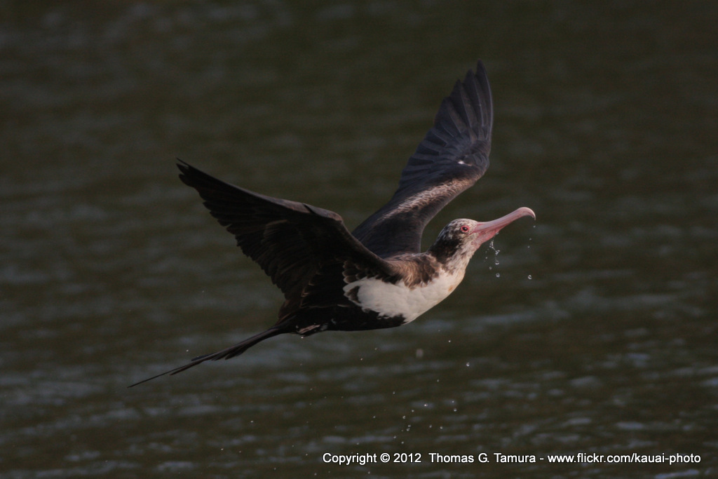 THOMAS TAMURA PHOTOGRAPHY