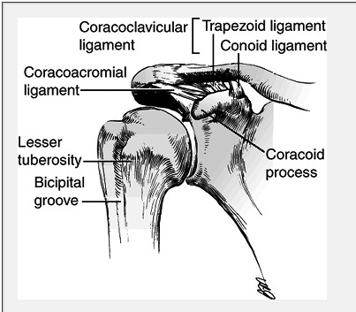 Esa Unggul Physical Therapy: Acromioclavicular and Sternoclavicular ...