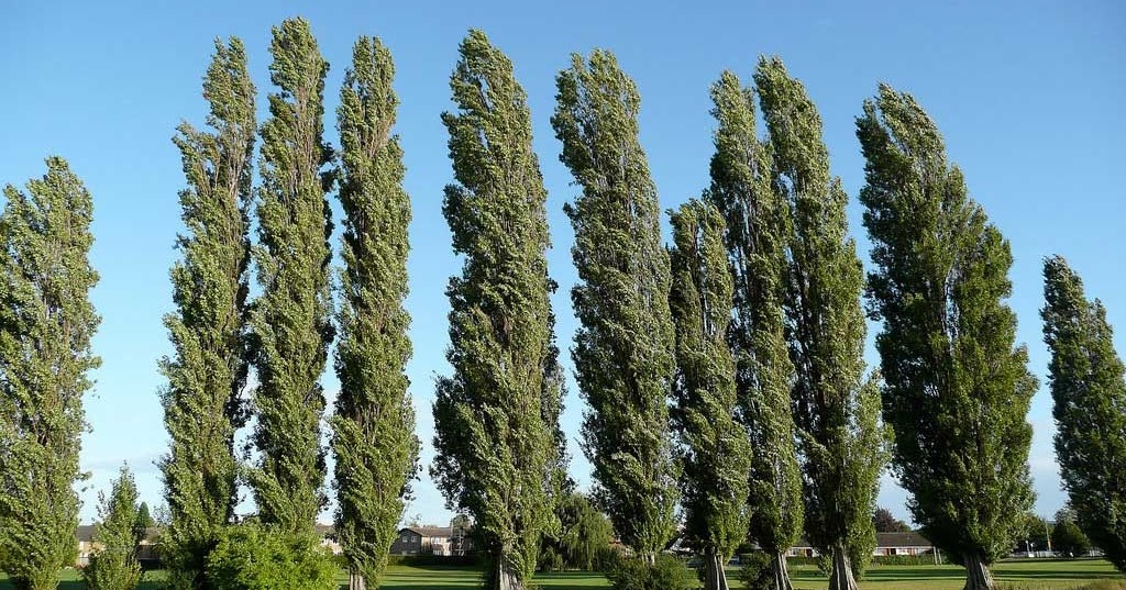 histiore et culture patrimoine d' Ain kermès : Le peuplier: un arbre ...
