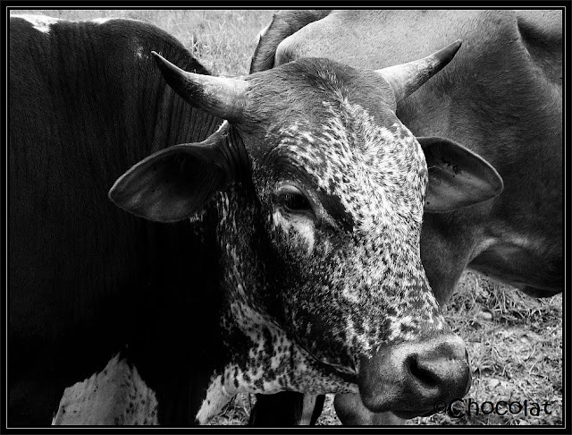 Chocolat Negro or la vie est belle souvent: The Nguni - A Mighty Tribe