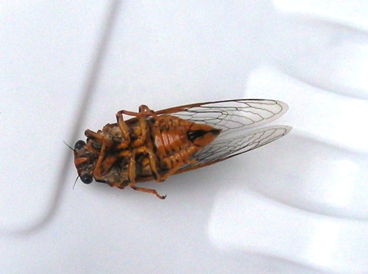 Laure's Gardens: Strange Buzzing Bugs of Summer