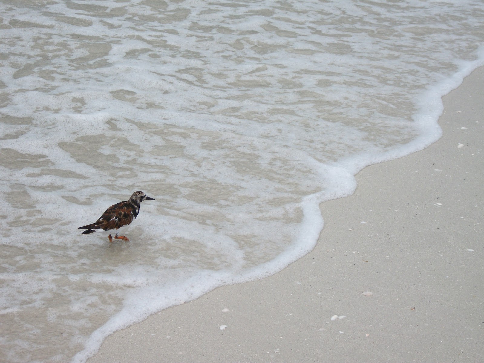 Turismo Científico: Flora y fauna de Key Biscayne (Florida, USA)