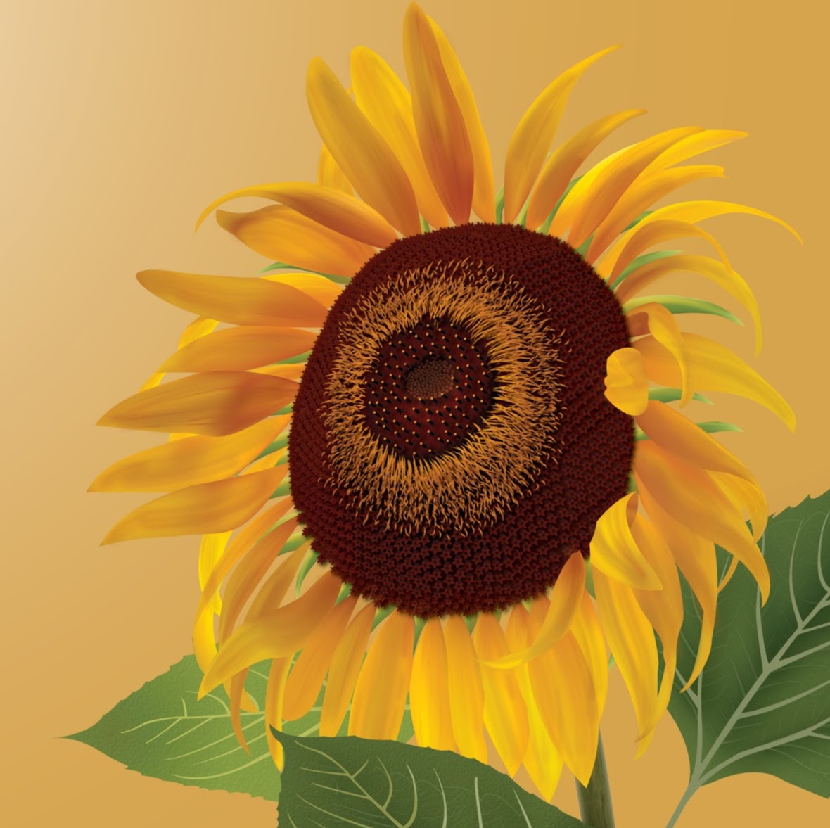 Khoa Thy 's Journal: Digital Illustration Project: My sunflower