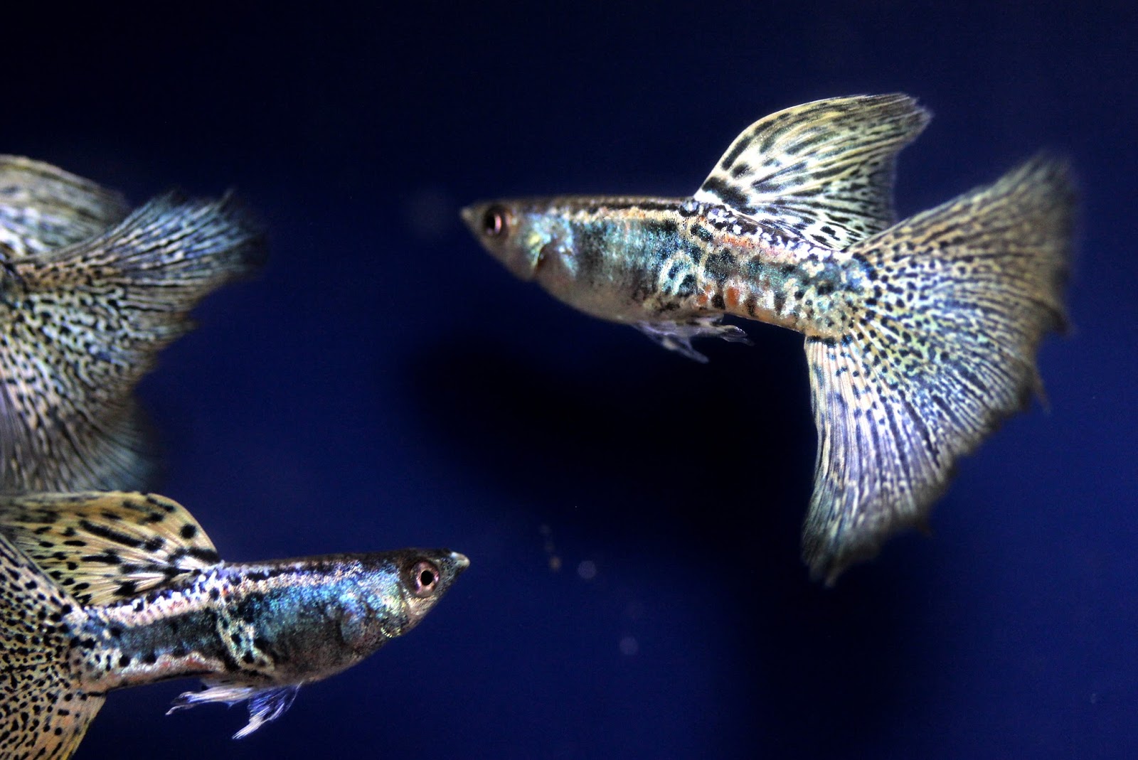 Sejarah Ikan Guppy - Guppy Cilegon