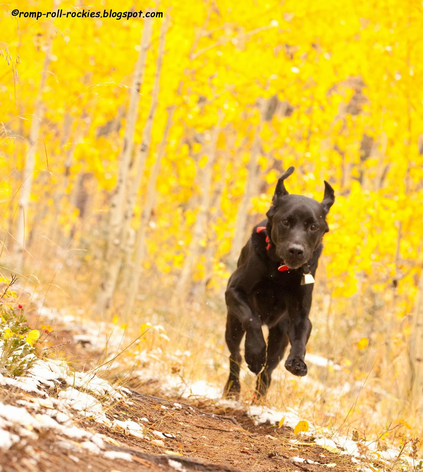 Romping and Rolling in the Rockies: The Cracker Dog Returns