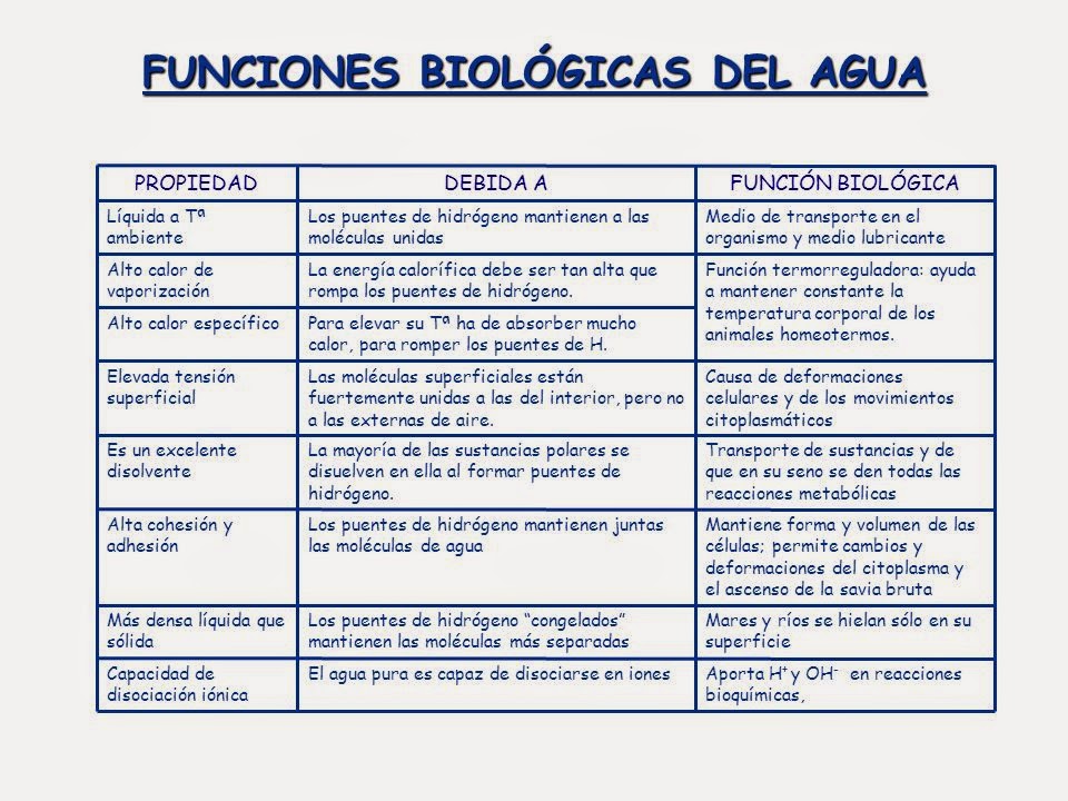 Bioquiuniverso : El agua y sus características