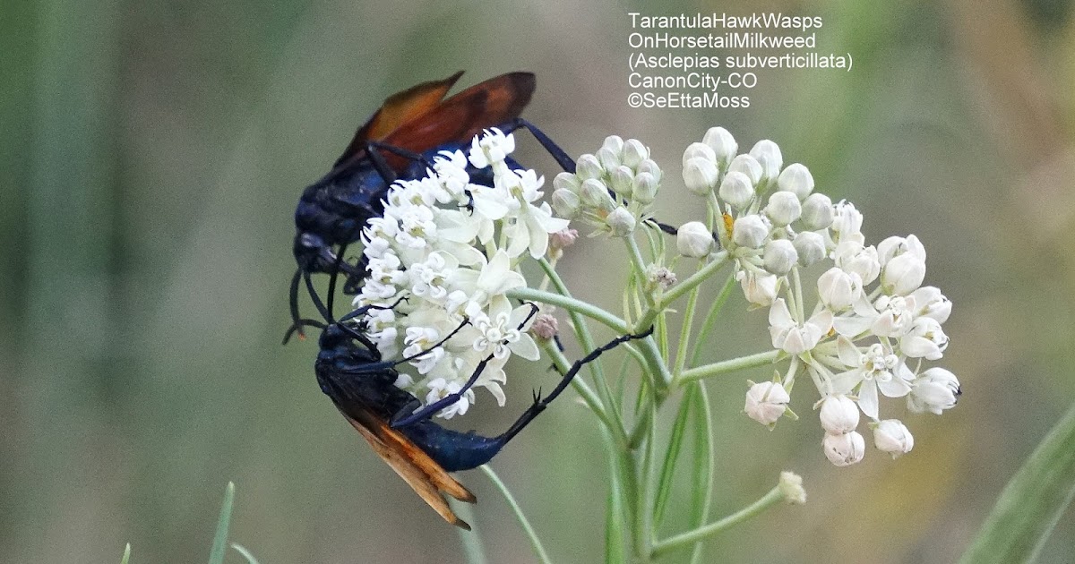 Tarantula Hawk Moths on pretty native milkweed called Horsetail Milkweed