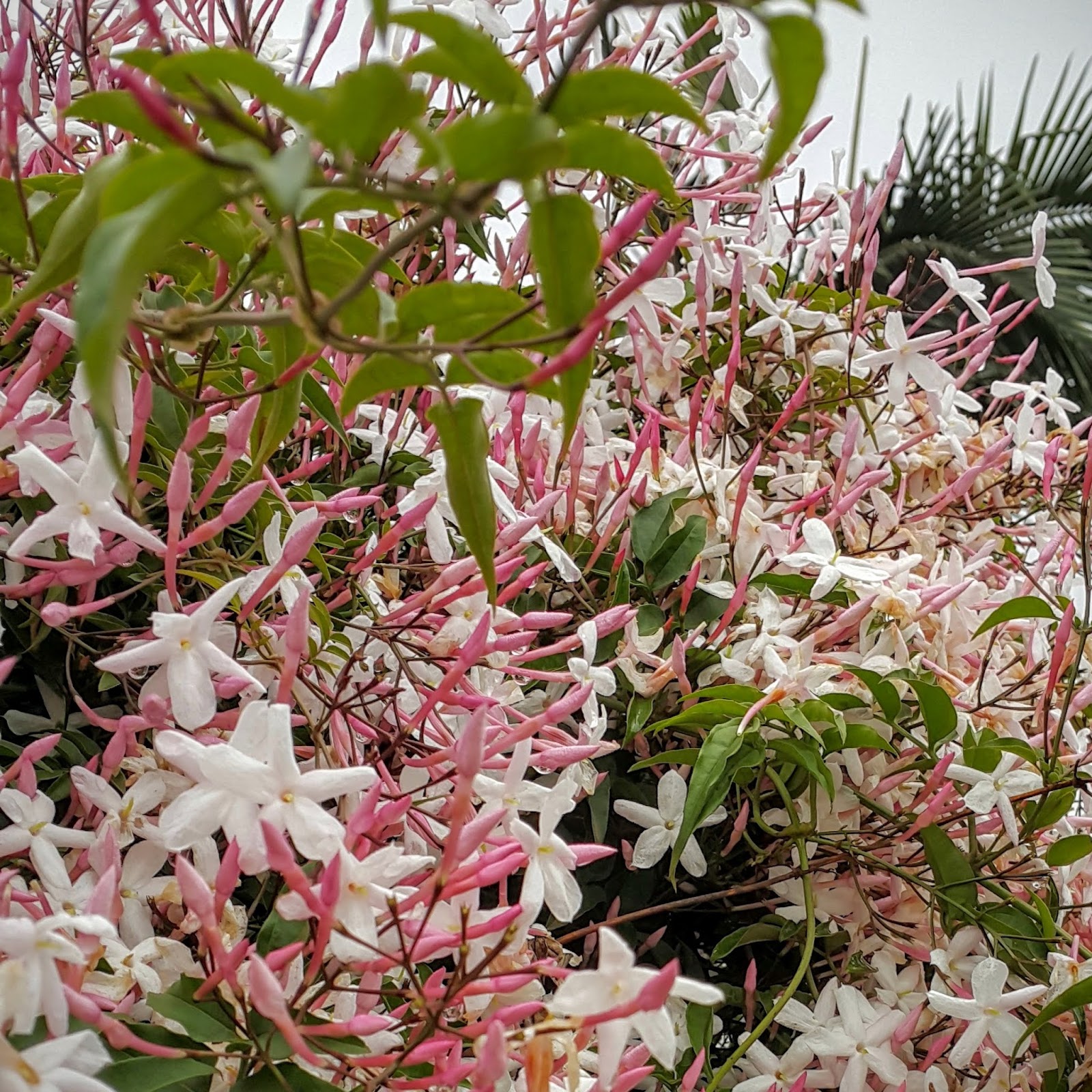 "Verdade//aspas" : 👪 Oleaceae (Jasminum polyanthum)