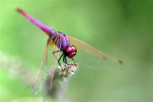 "Bird Poop" of north Texas: Dragonflies and damselflies were here first
