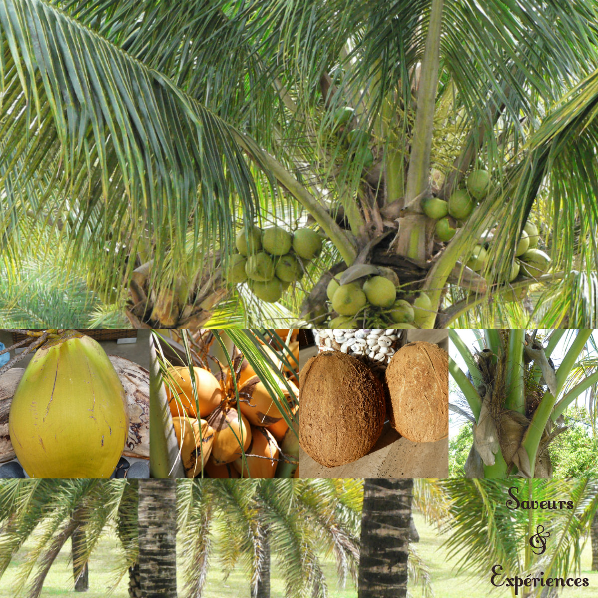 Saveurs et Expériences : Petits Pains au Lait de Coco, Farçis!