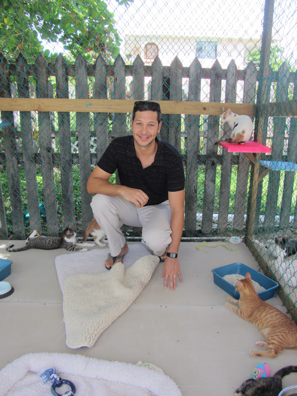 Let The Cats Play! A HUGE Cattery Donated to SAGA and How You Can Help ...