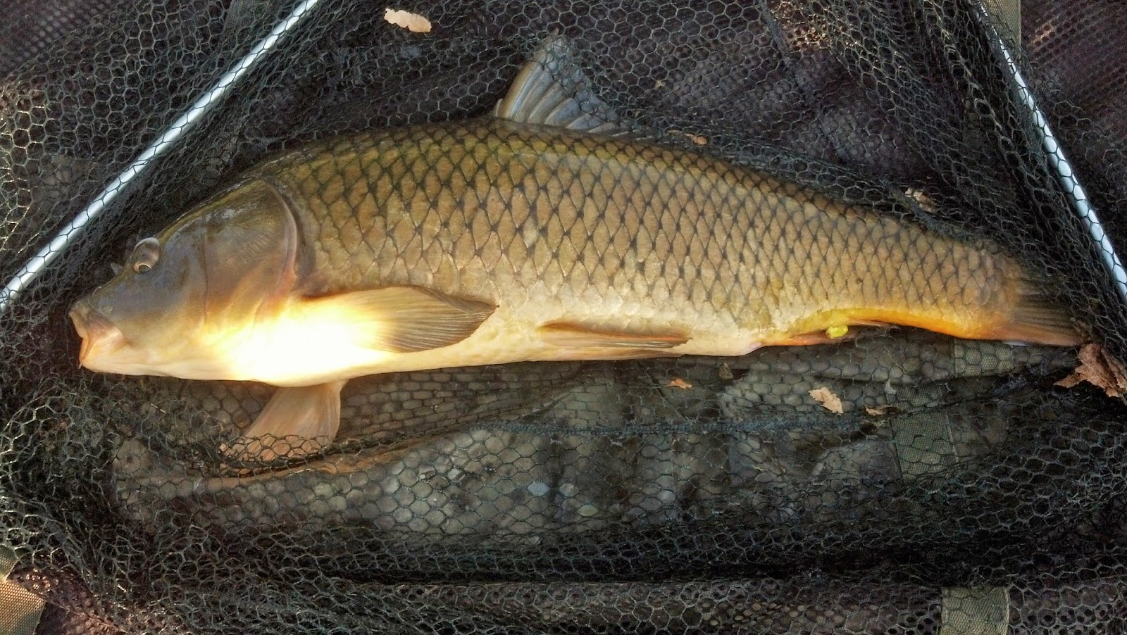 Michigan Carp Fishing Blog: Morning Carp Session