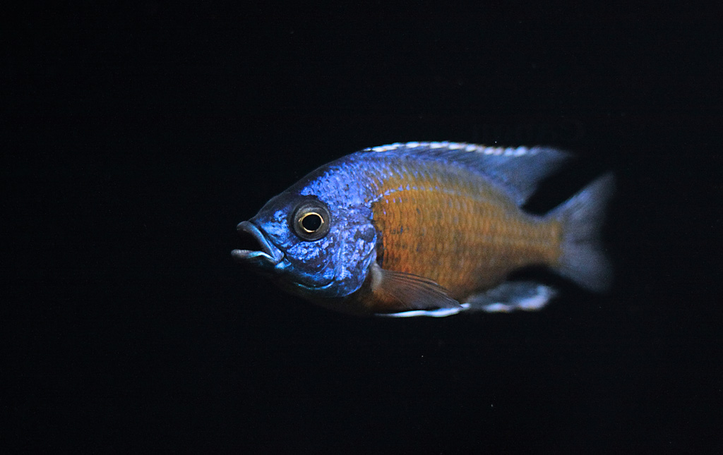 Kadango Cichlid