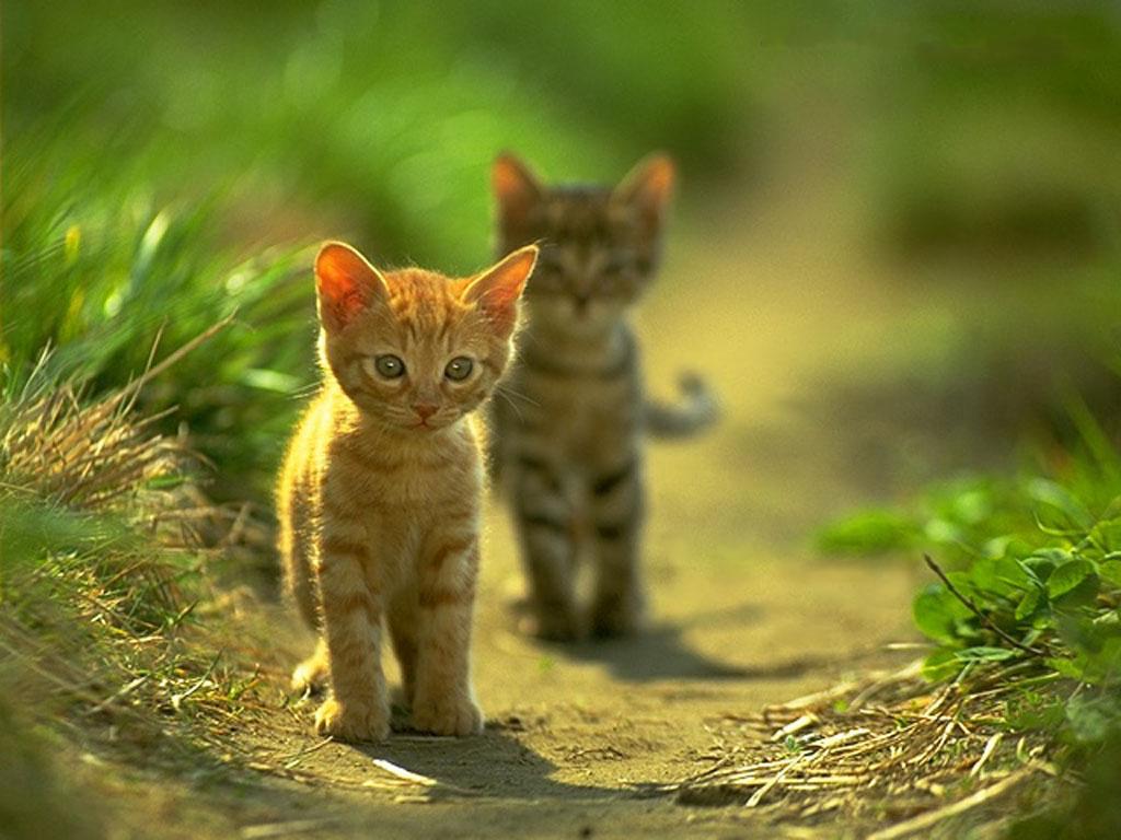 SUN SHINES: cute-kitten Images