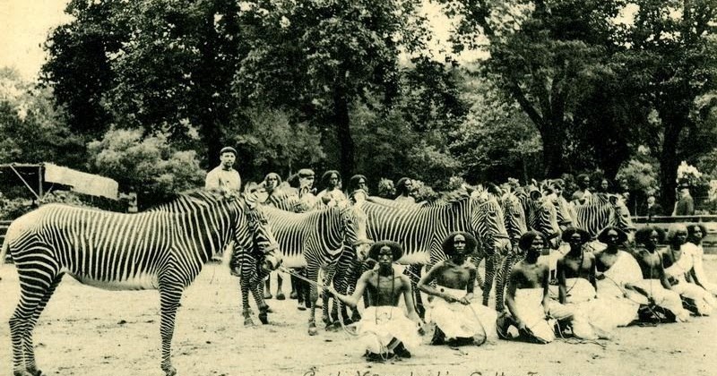 20 Historic Photos of Africans in European Zoos From the Late 19th and ...