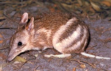 Australian bandicoot | Facts About All