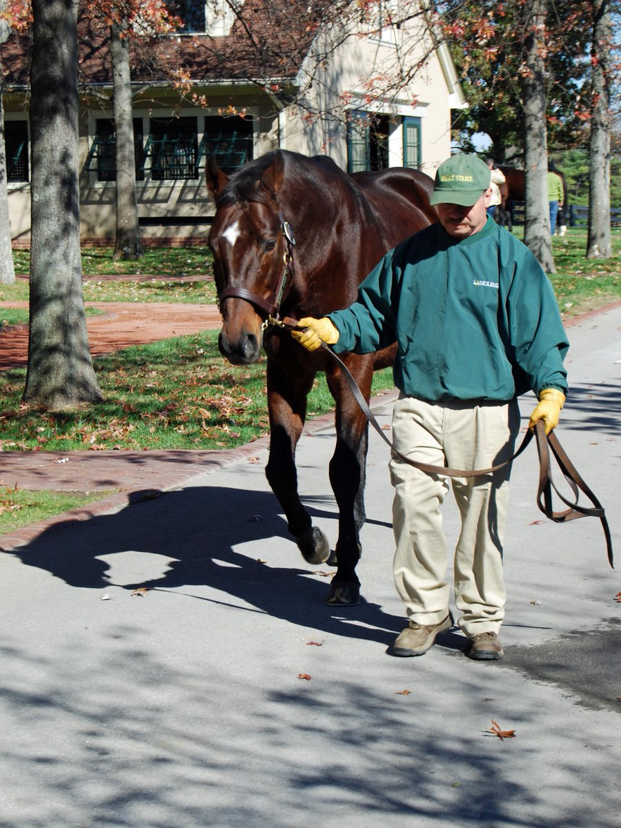 Observations From a Historic Breeders' Cup