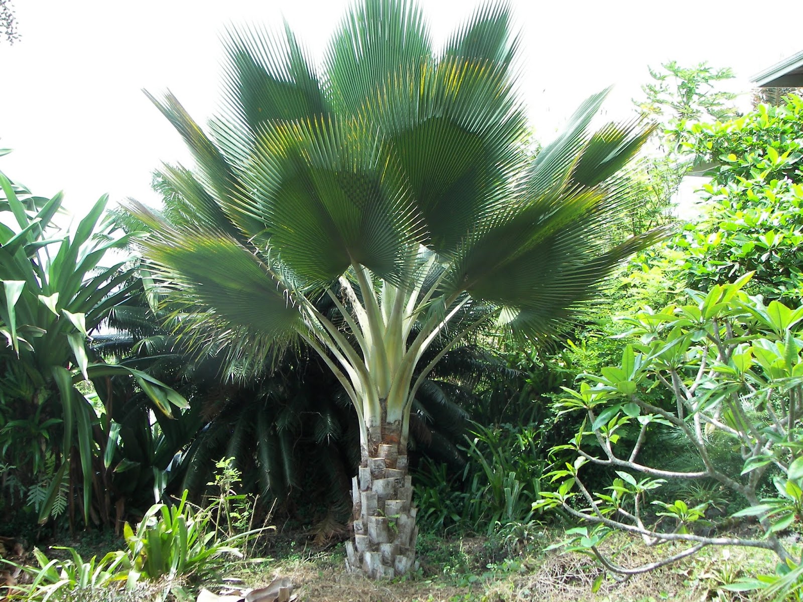 Copernicia - Id Plantae