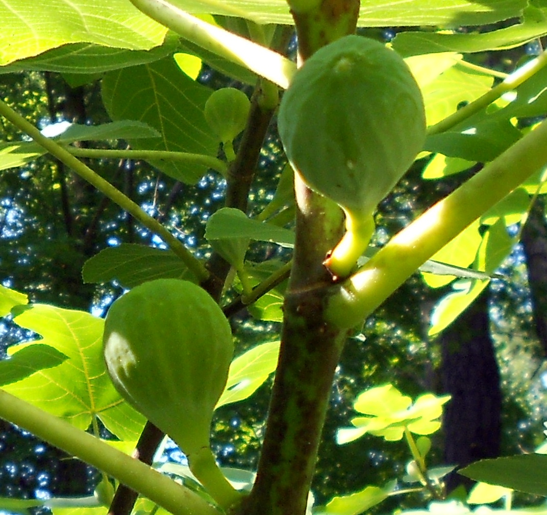 Still Waters--Notes from a Virginia Shire: The Fig Tree of Enlightenment