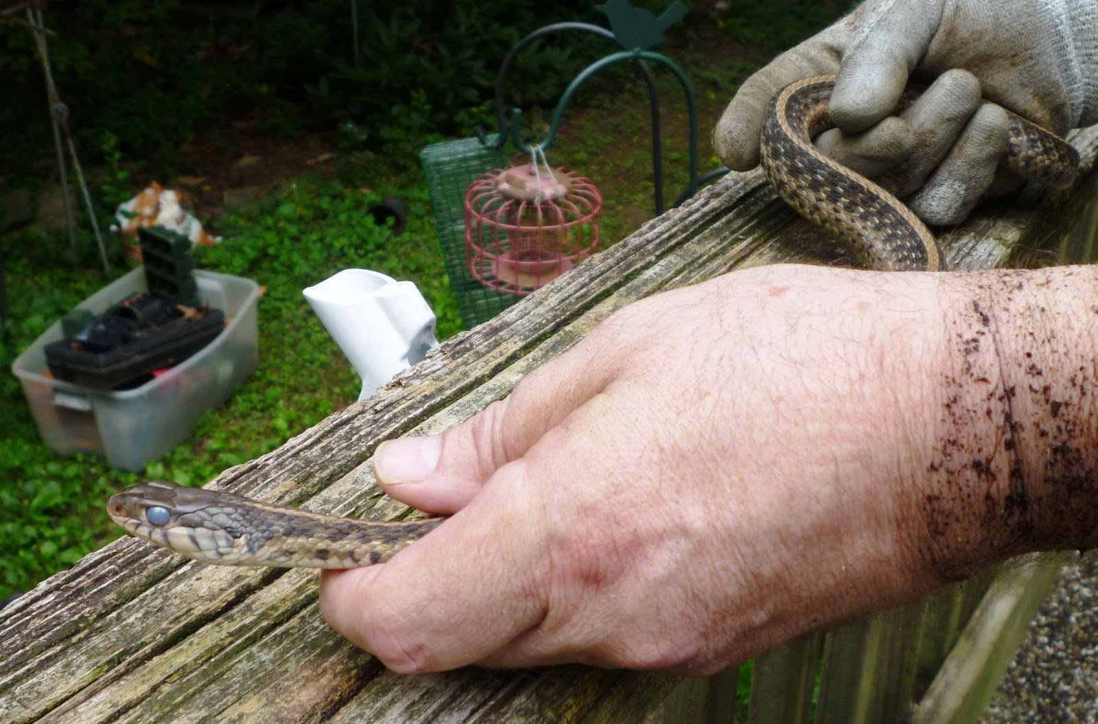 From Bluebirds to Turtles: An Eastern Garter Snake