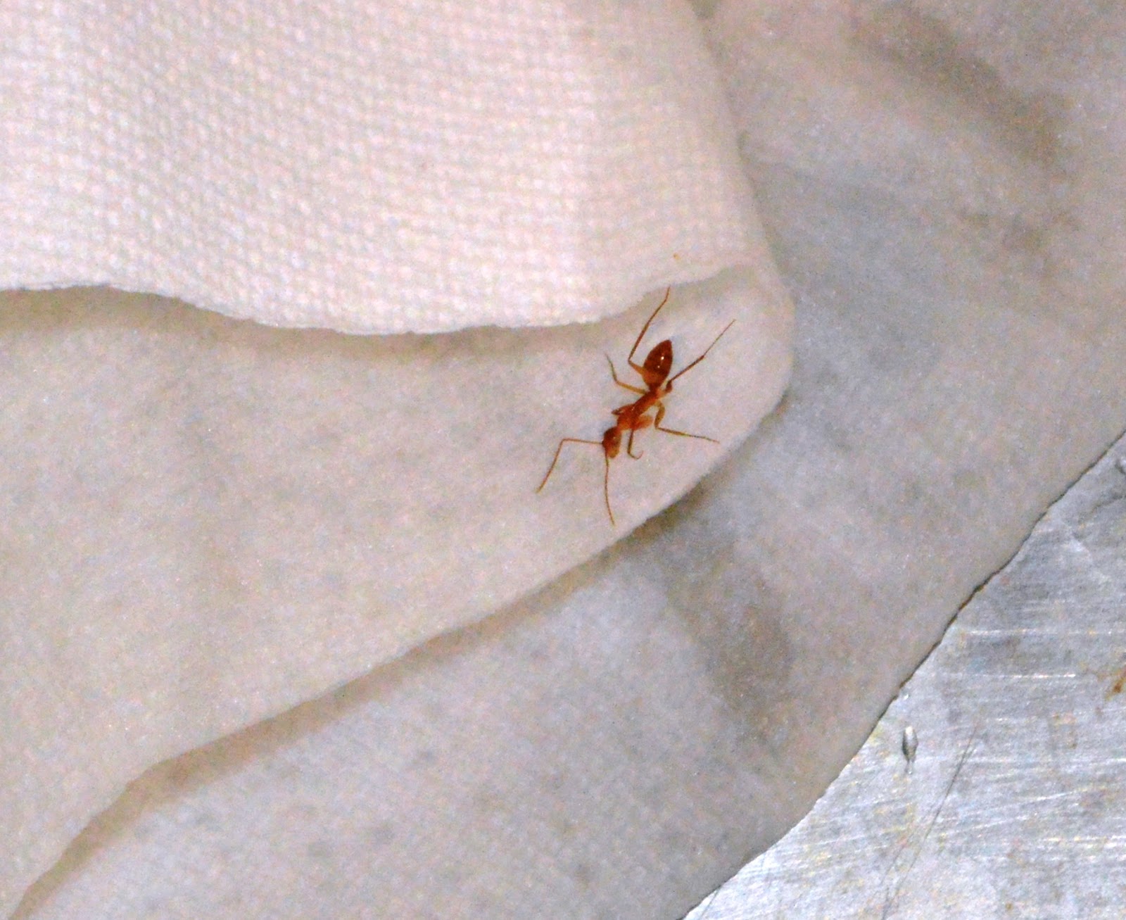 Hilo Living Blog: Giant Ant Invasion in Hawaii