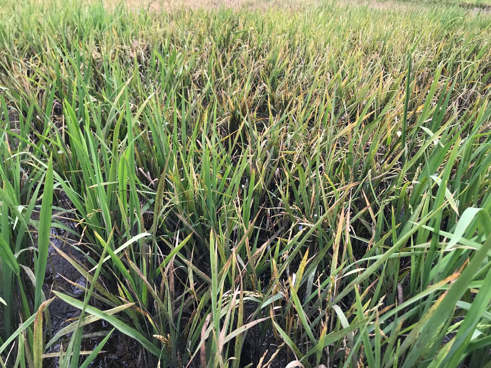 Upper Coast IPM: Stalk Destruction and Section 18