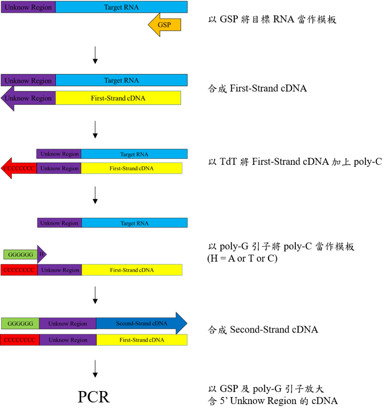Ten Giga Bio : 唯有不斷尋求，才有機會找到答案——探索未知的 RNA 區段-RACE