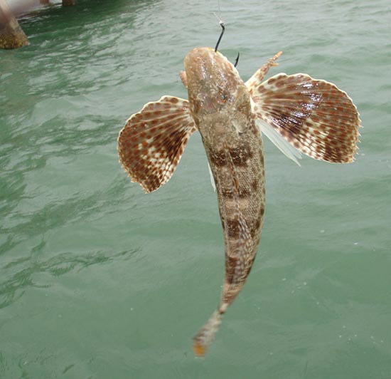 Northern Sea Robin - Fishes