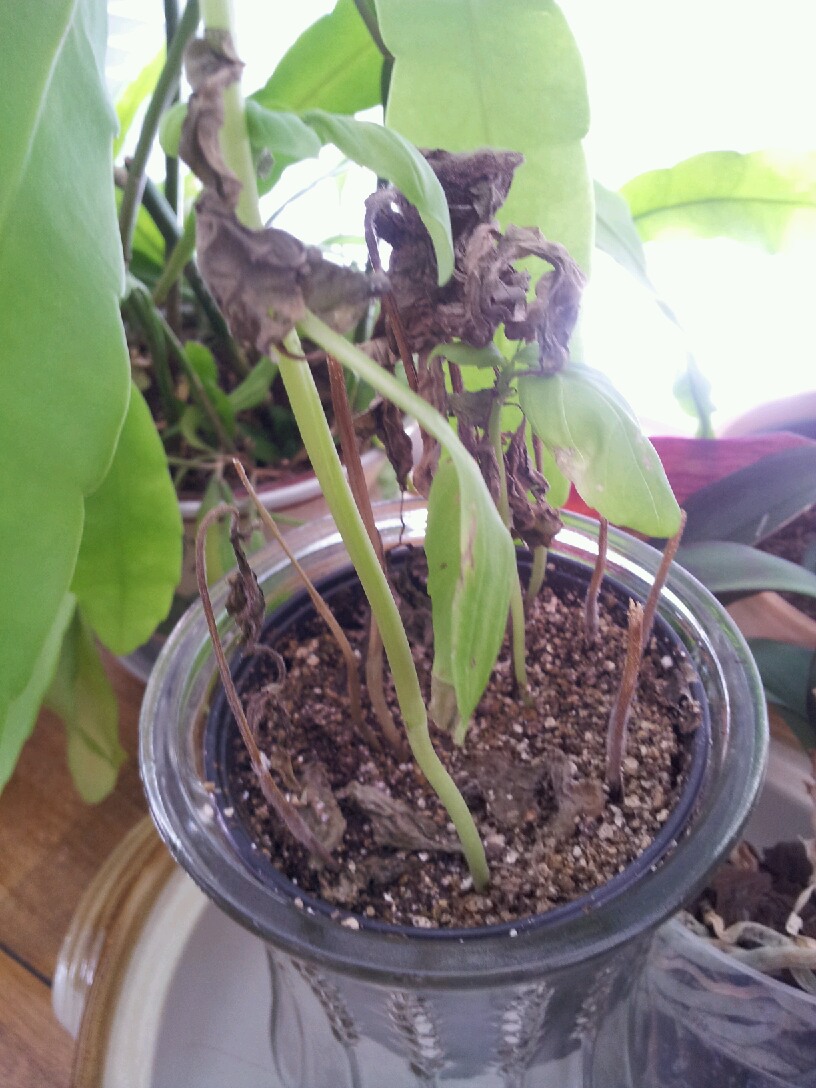 Plant Cell Becomes Turgid : Turgor pressure on plant cells diagram ...