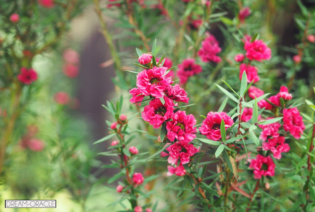 Dare to dream,Live the dream