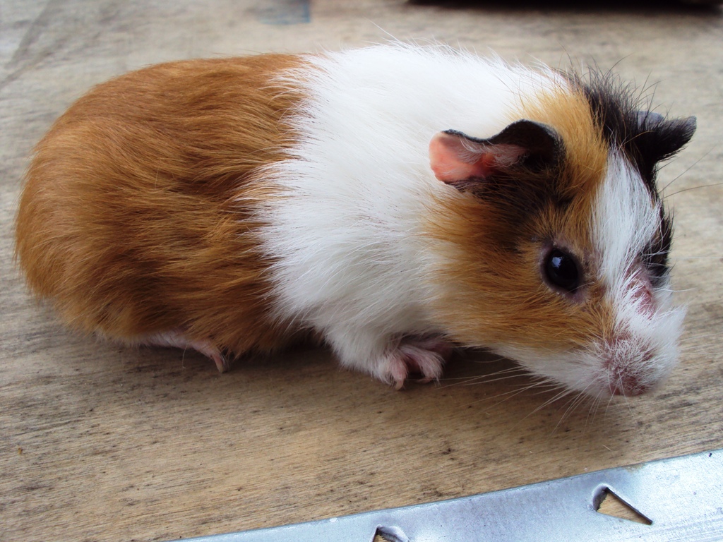 TobyFarm Pet Farm Tips and Care: A pair of Guinea pig for new home (pair 3)