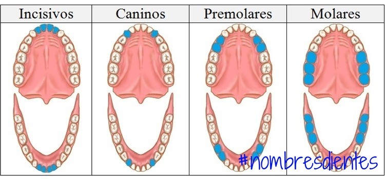 APRENDIENDO JUNTOS: LOS DIENTES