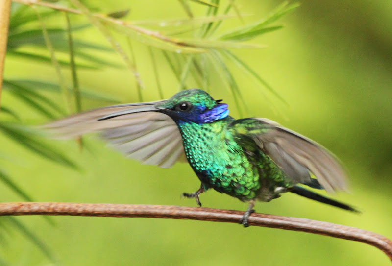 Nuestro bello mundo...: LOS COLIBRIS DE TOPOTEPUY, fotos tomadas en ...