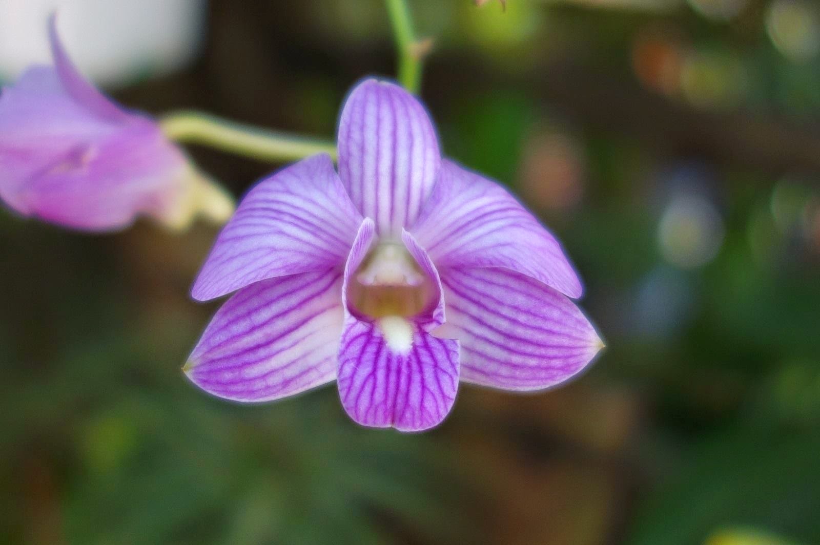 Orchids Flowers Pictures Bulbophyllum Vanda Cattleya Cymbidium ...