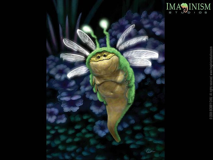 Funny bugs wallpaper widescreen | Animal Funny Pictures