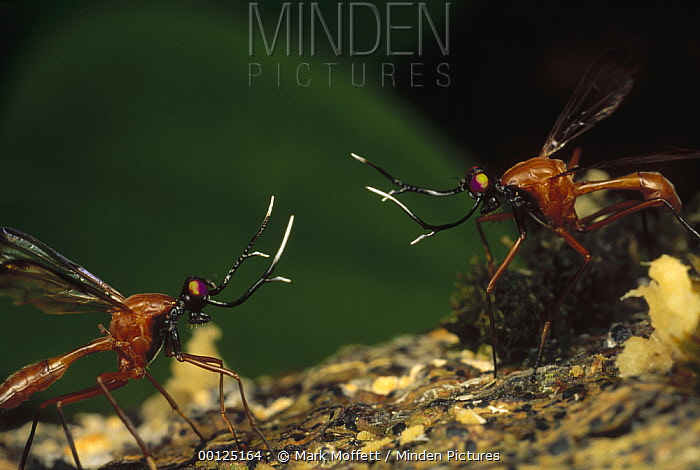 EntomoBloG: Las 10 moscas más bonitas