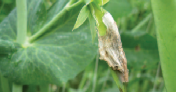 LA HUERTA DEL AGRONOMO