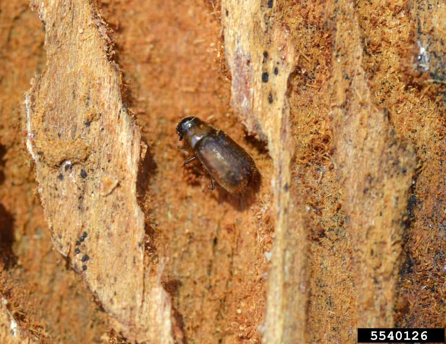 Fire Ecology: Bark Beetles and Wildfire