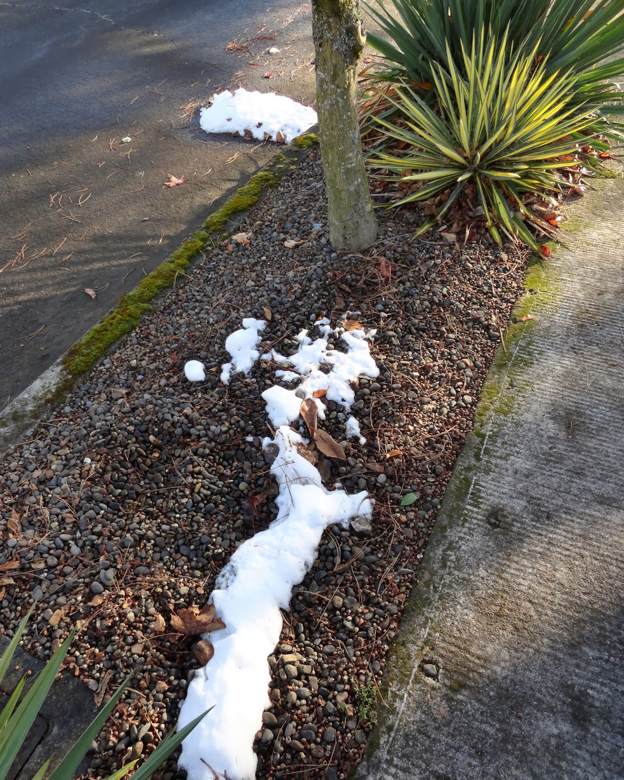 danger garden: Foliage Follow-up; after the freeze…