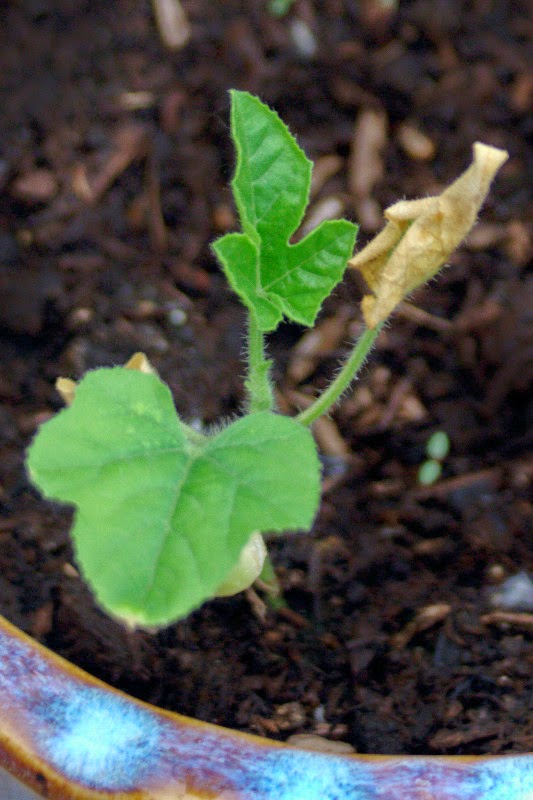 The Melothria scabra (mouse-melon; Mexican sour-gherkin; cucamelon ...
