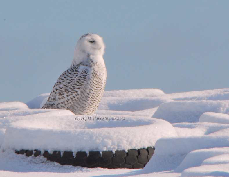 Musings from the Mountains: Winter Raptors in Colorado