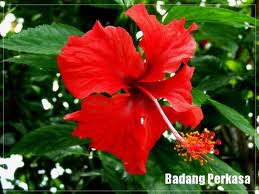 Pendidikan Pra Sekolah: Jenis Bunga Raya