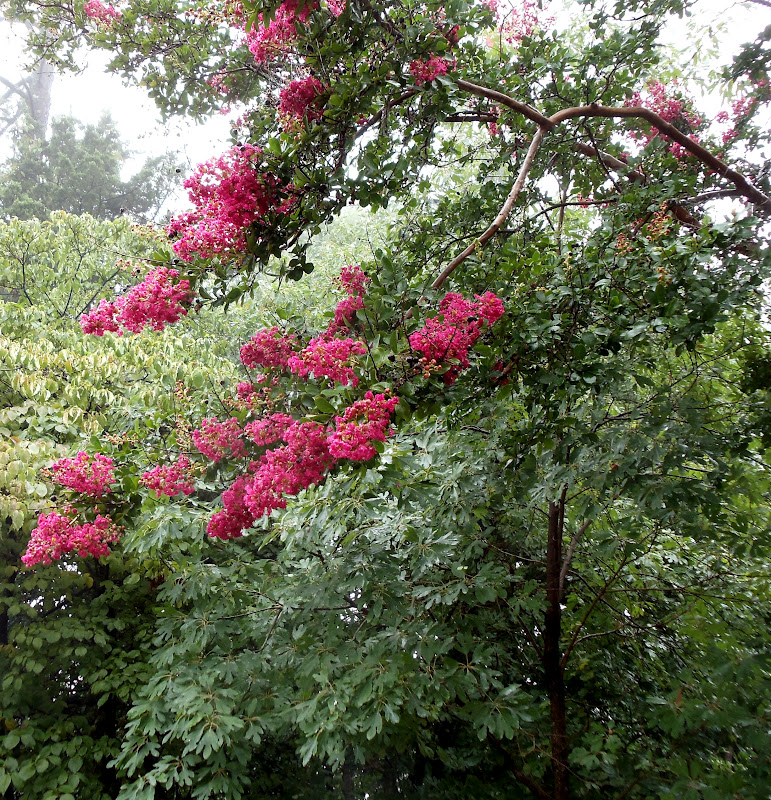 Upstairs Downstairs: Crape Myrtle Love