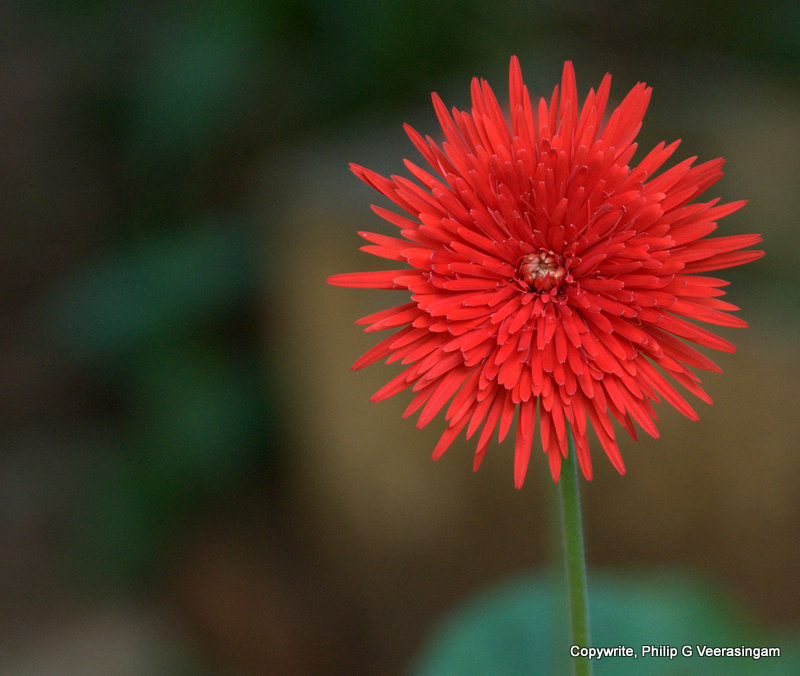 philipveerasingam: Flowers, home garden, Avissawella, Sri Lanka.