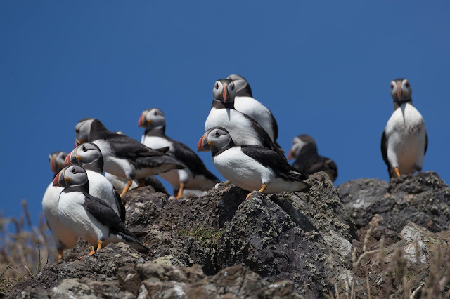 Skomer Island - 14th July | Focusing on Wildlife